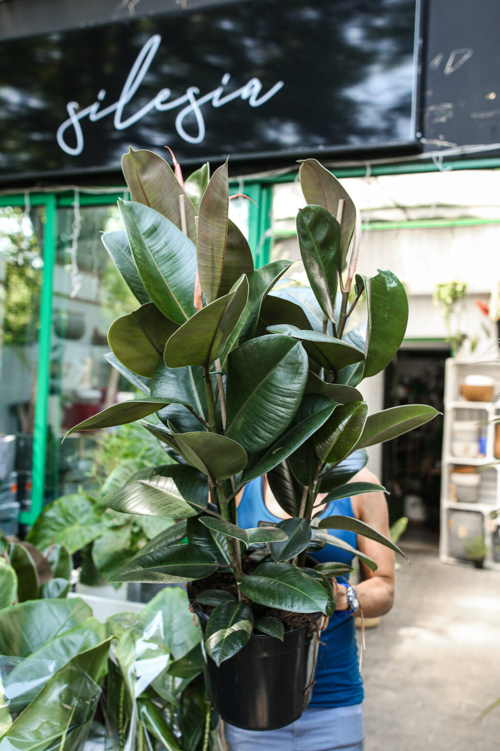 Ficus Robusta Fikus Sprężysty - Centrum Ogrodnicze Silesia