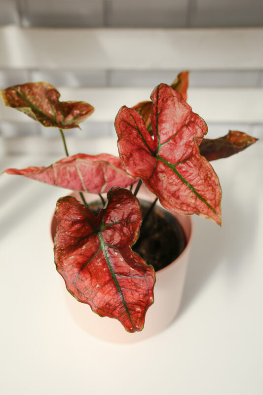 Caladium ‘Valentina’ - Centrum Ogrodnicze Silesia