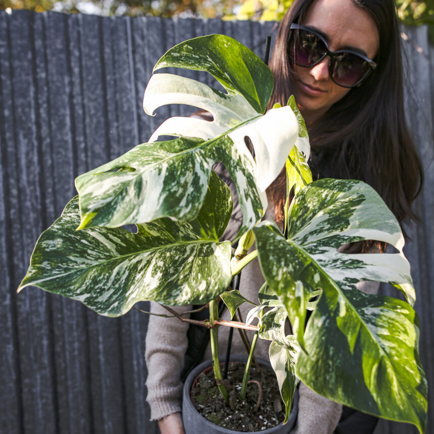 Monstera Deliciosa Mint - Centrum Ogrodnicze Silesia