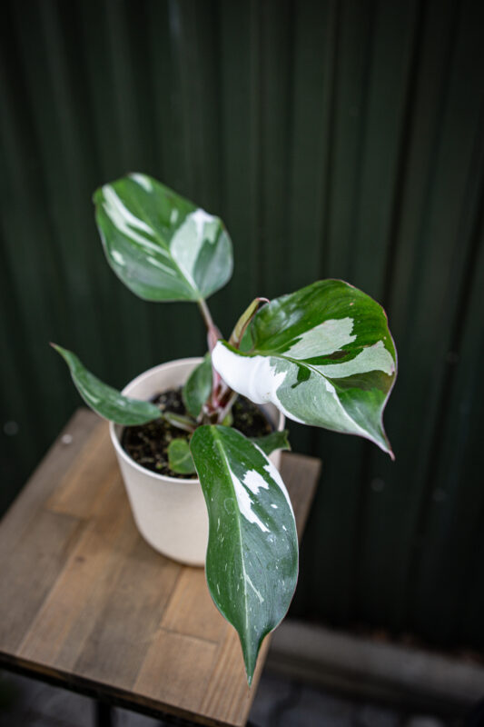 Philodendron White Knight - Centrum Ogrodnicze Silesia