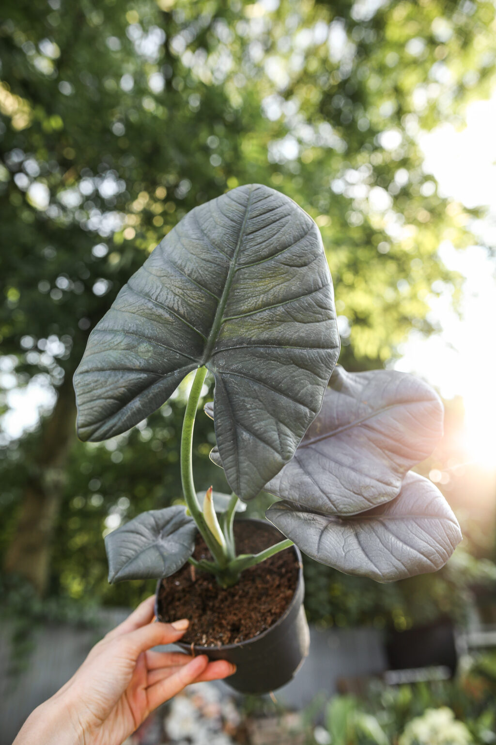 Alocasia Bisma - Centrum Ogrodnicze Silesia
