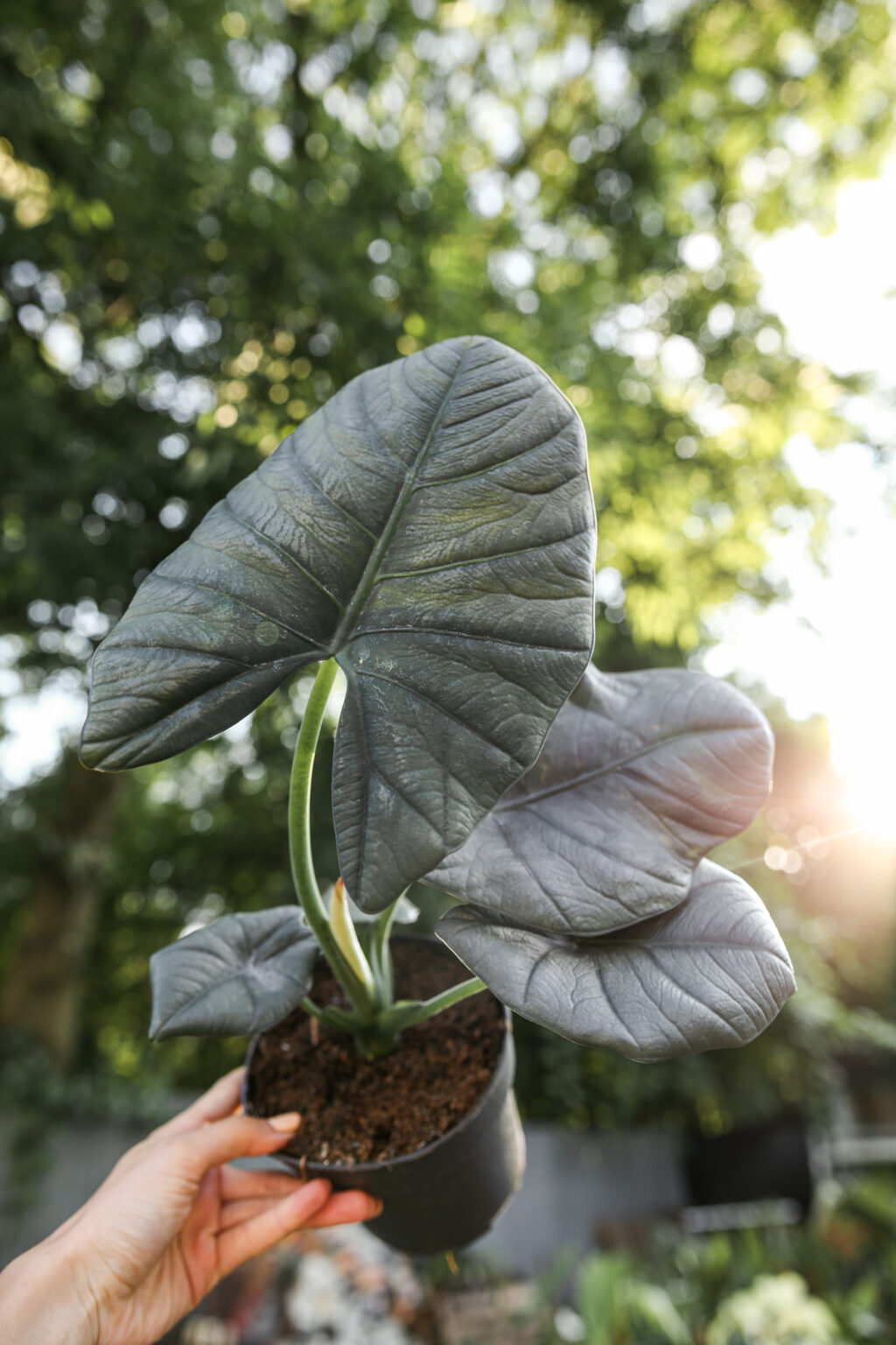 Alocasia Bisma - Centrum Ogrodnicze Silesia