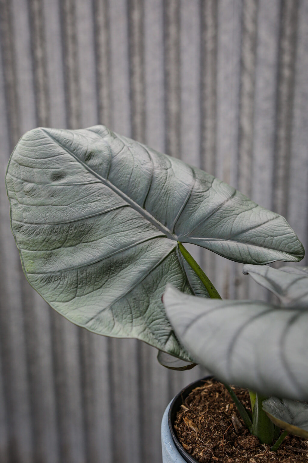 Alocasia Bisma - Centrum Ogrodnicze Silesia