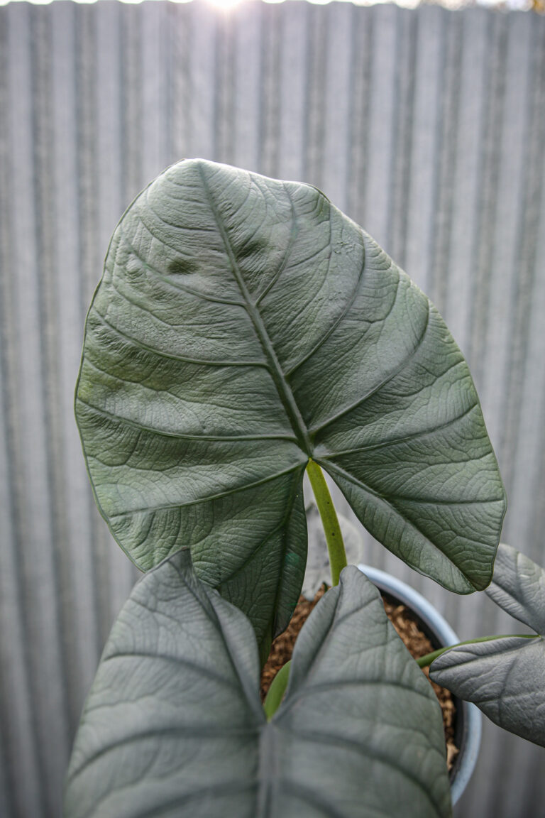 Alocasia Bisma - Centrum Ogrodnicze Silesia