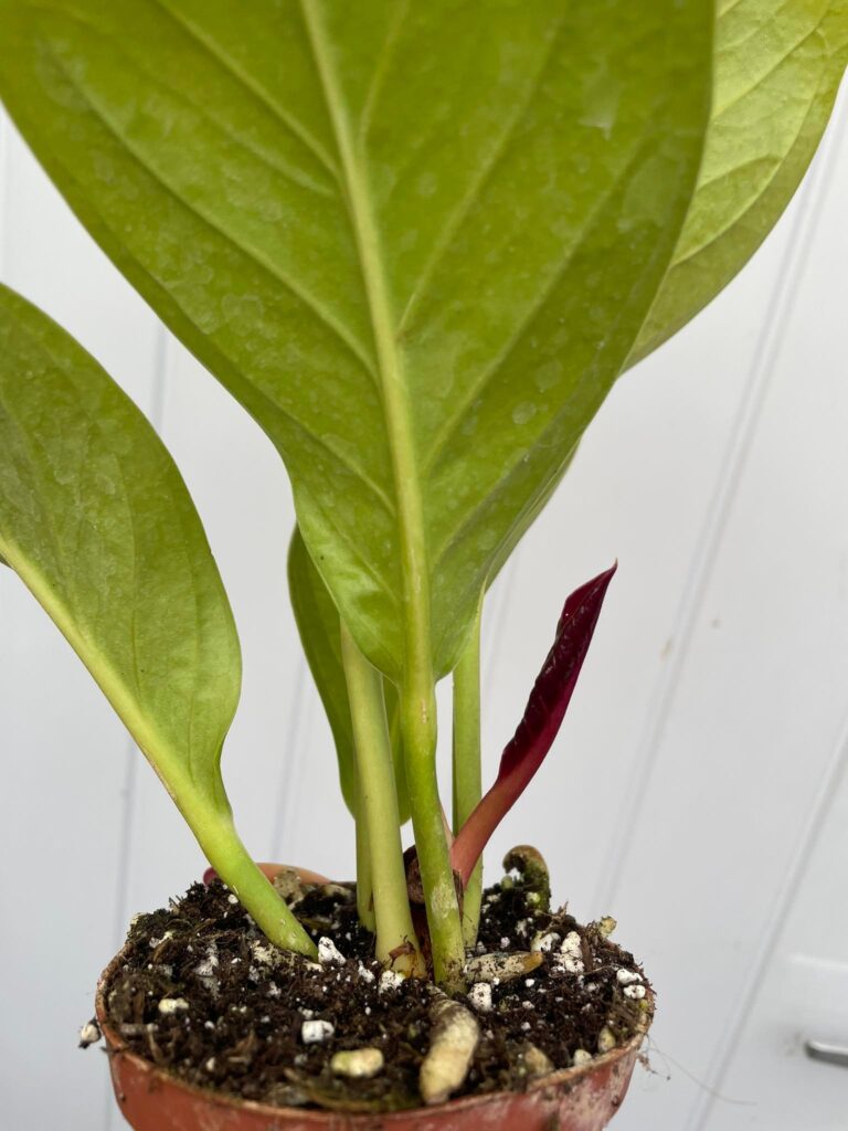 Anthurium Jenmanii Gold - Centrum Ogrodnicze Silesia