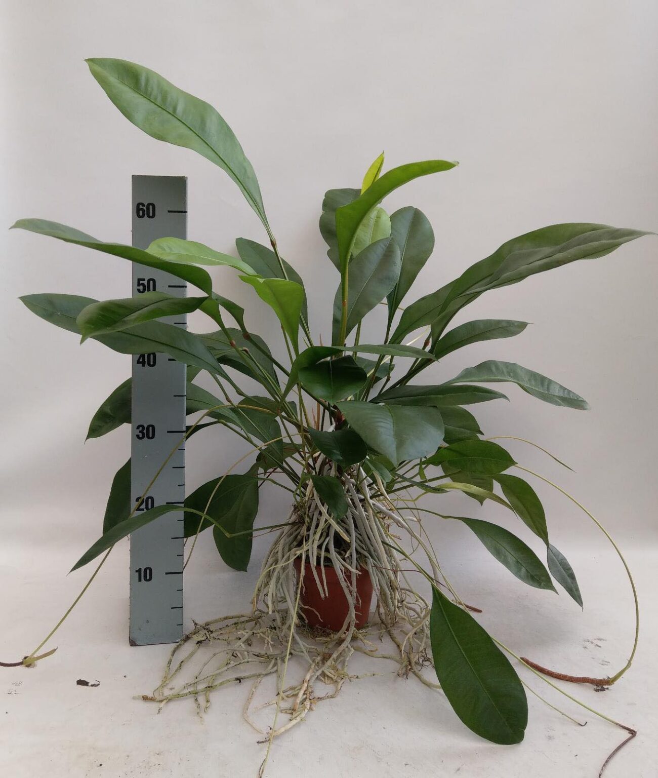 Anthurium Gracile - Centrum Ogrodnicze Silesia