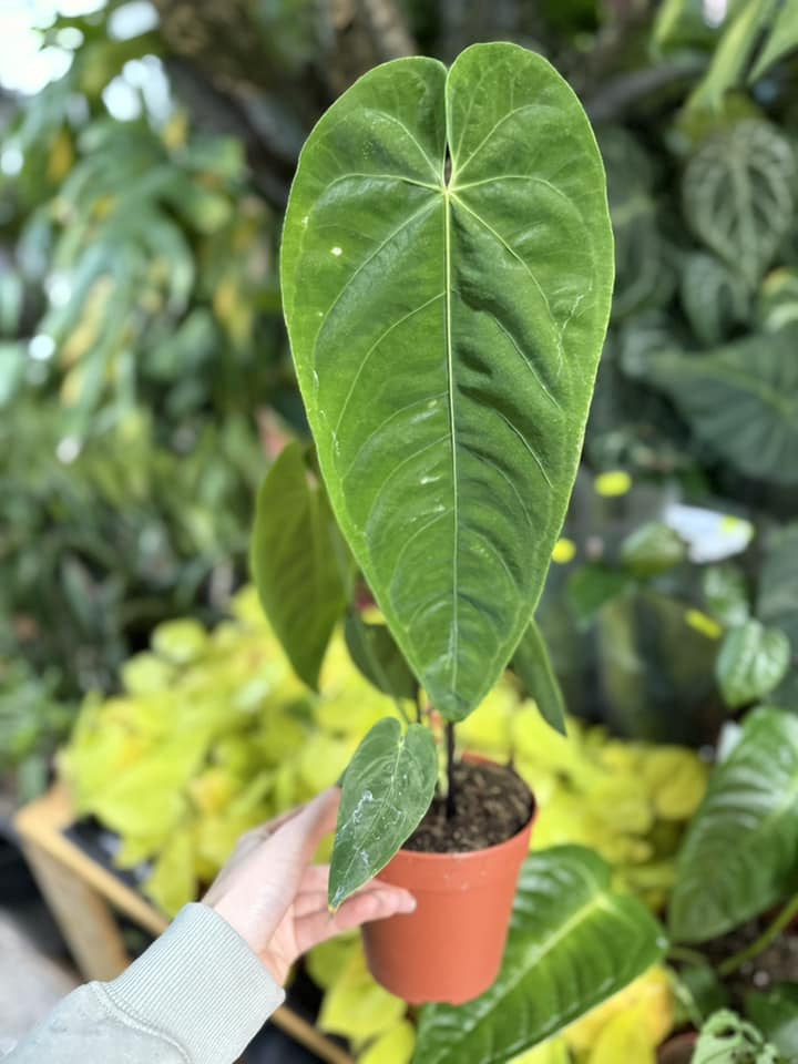 Anthurium Queremalense - Centrum Ogrodnicze Silesia