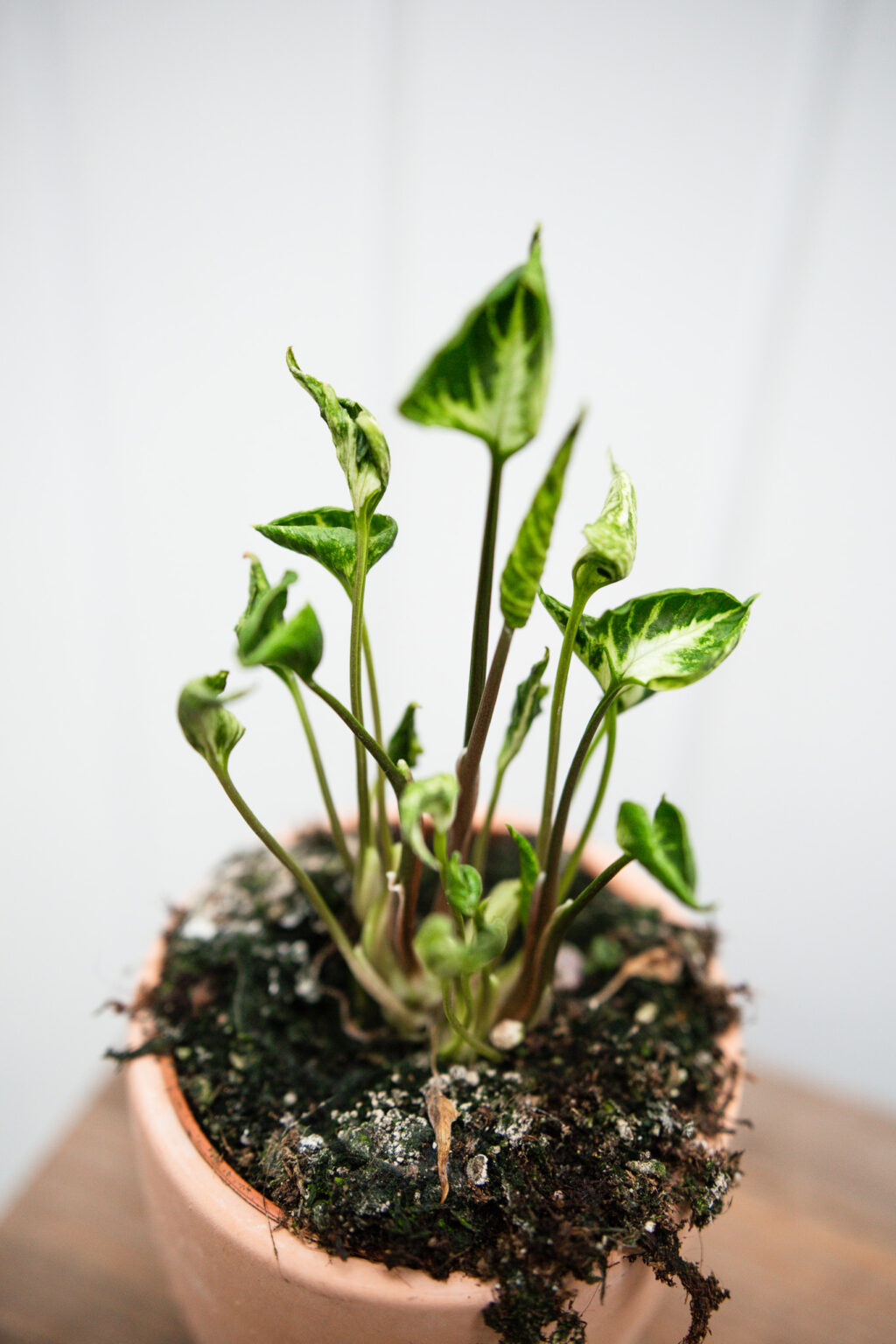 Syngonium Godzilla - Centrum Ogrodnicze Silesia