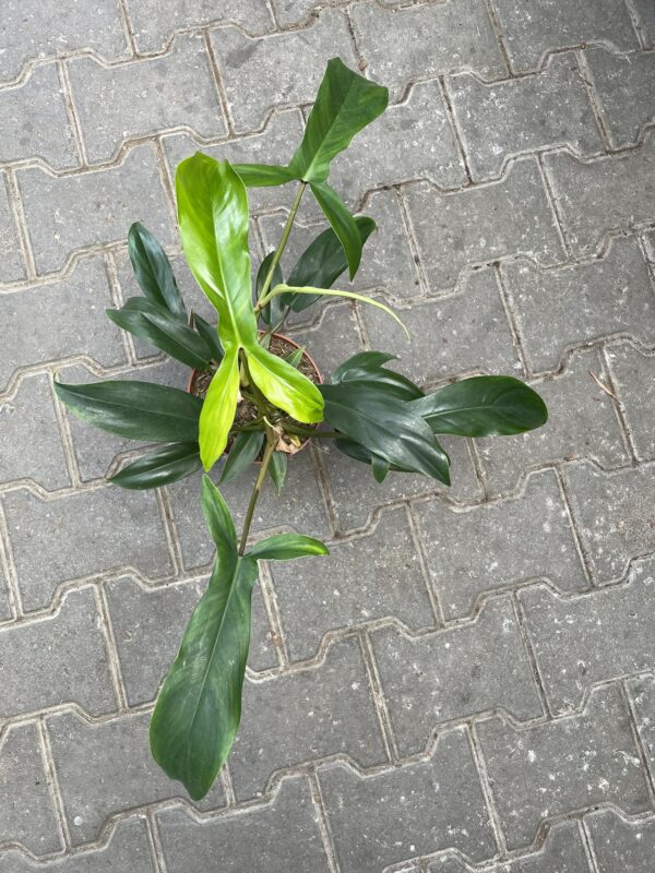 philodendron 69686 - Centrum Ogrodnicze Silesia