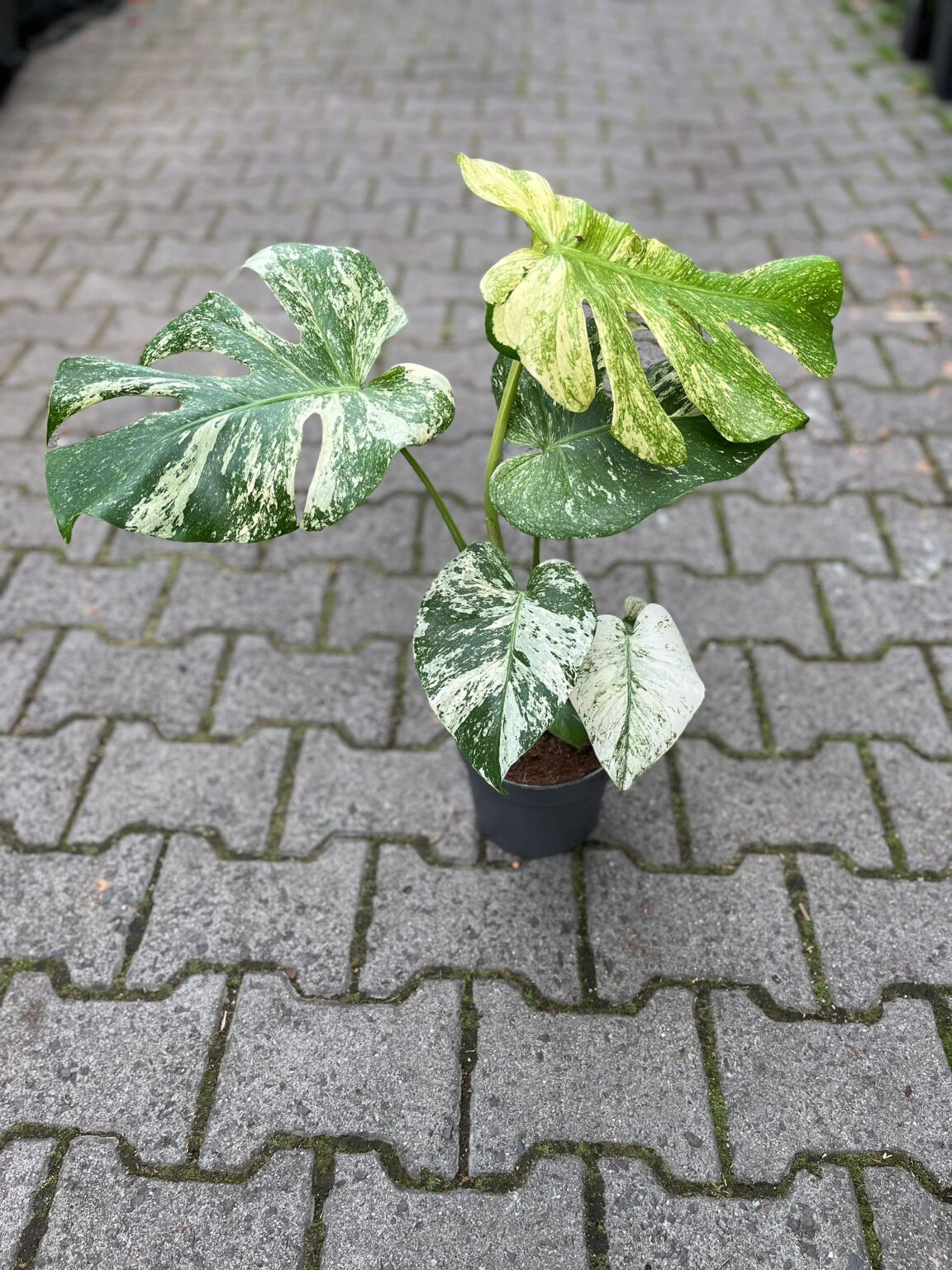 Monstera Deliciosa Mint - Centrum Ogrodnicze Silesia