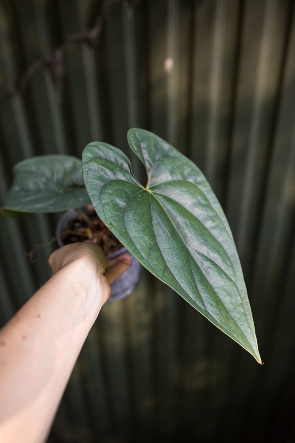 anthurium sp silver peru - Centrum Ogrodnicze Silesia