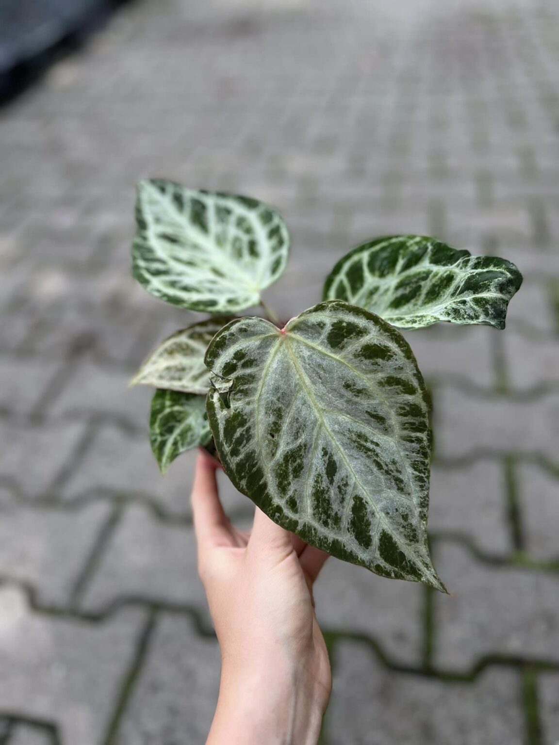 Anthurium Silver Blush Mint Variegata - Centrum Ogrodnicze Silesia