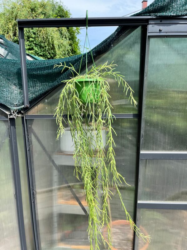 Hoya Linearis - Centrum Ogrodnicze Silesia