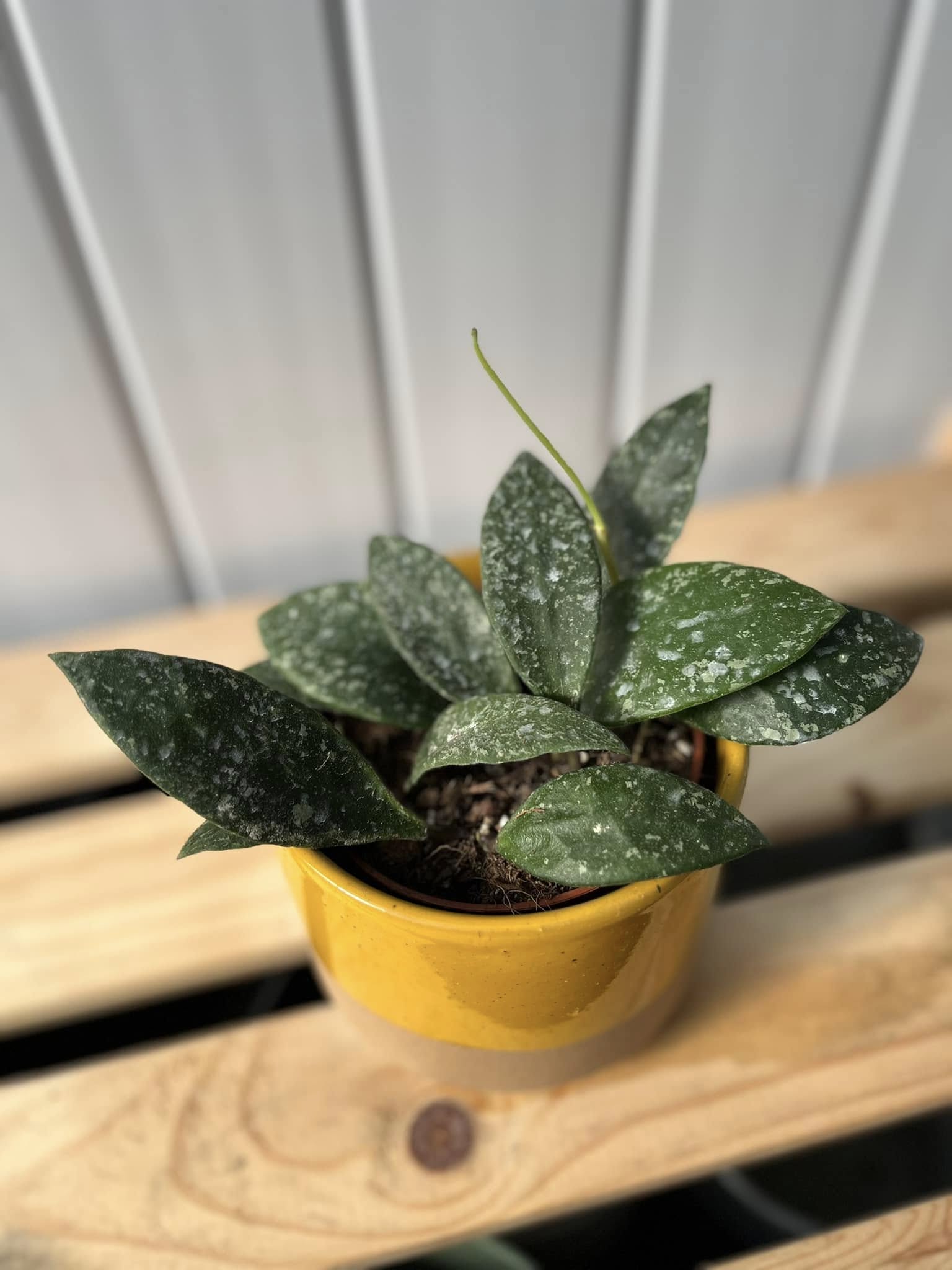 Hoya Rundumensis Splash - Centrum Ogrodnicze Silesia