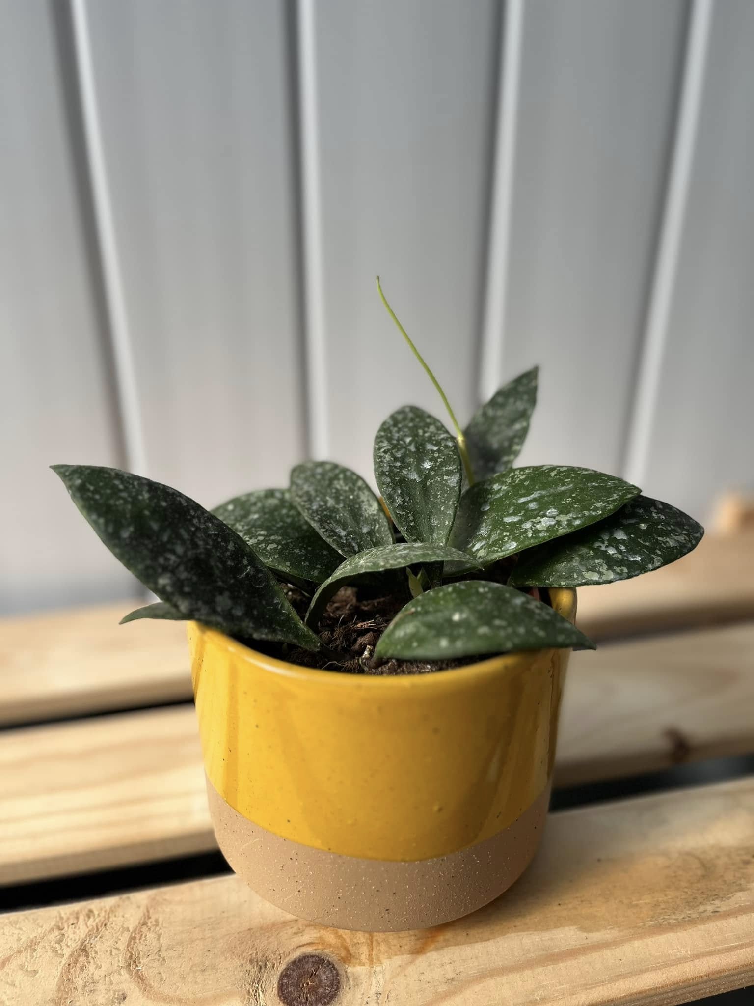 Hoya Rundumensis Splash - Centrum Ogrodnicze Silesia