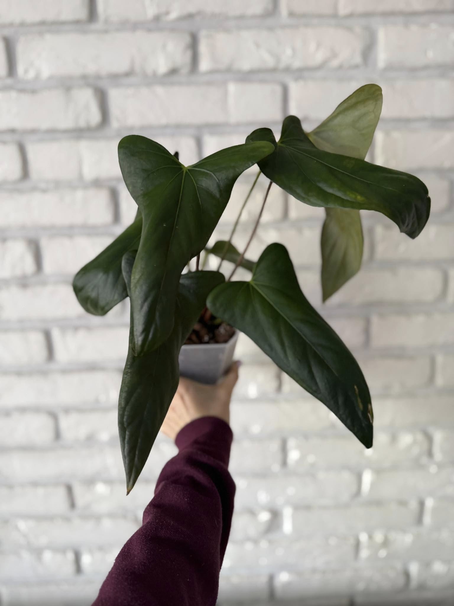 Anthurium Papillilaminum Ree Garden x Sp Napo - Centrum Ogrodnicze Silesia