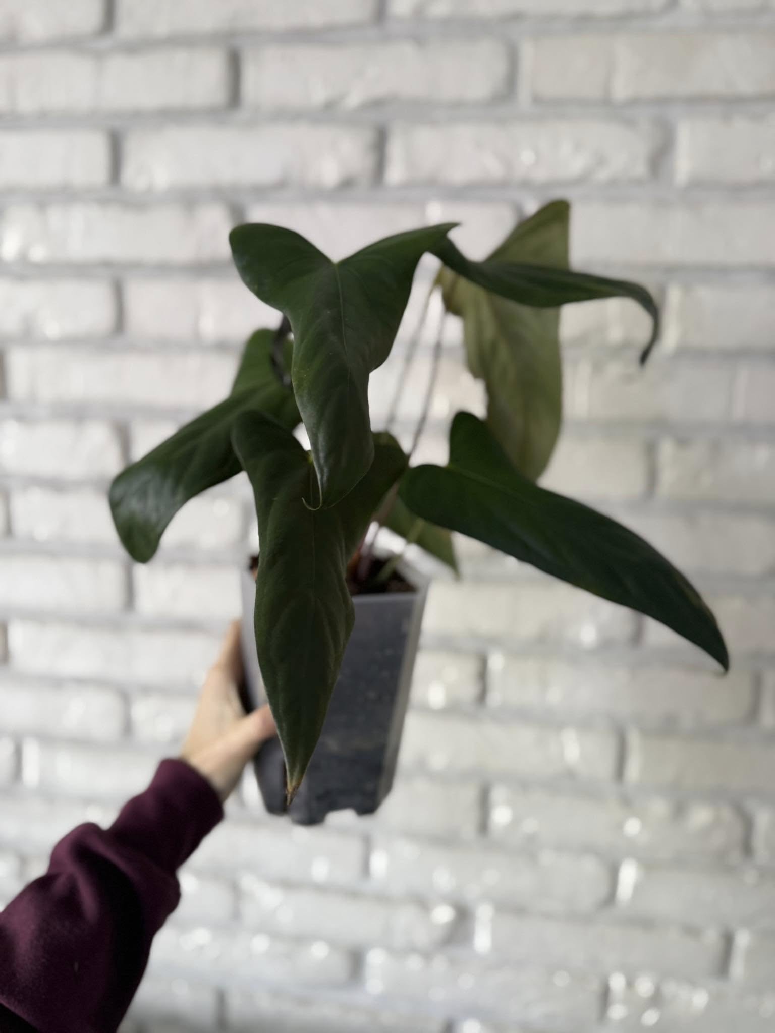 Anthurium Papillilaminum Ree Garden x Sp Napo - Centrum Ogrodnicze Silesia