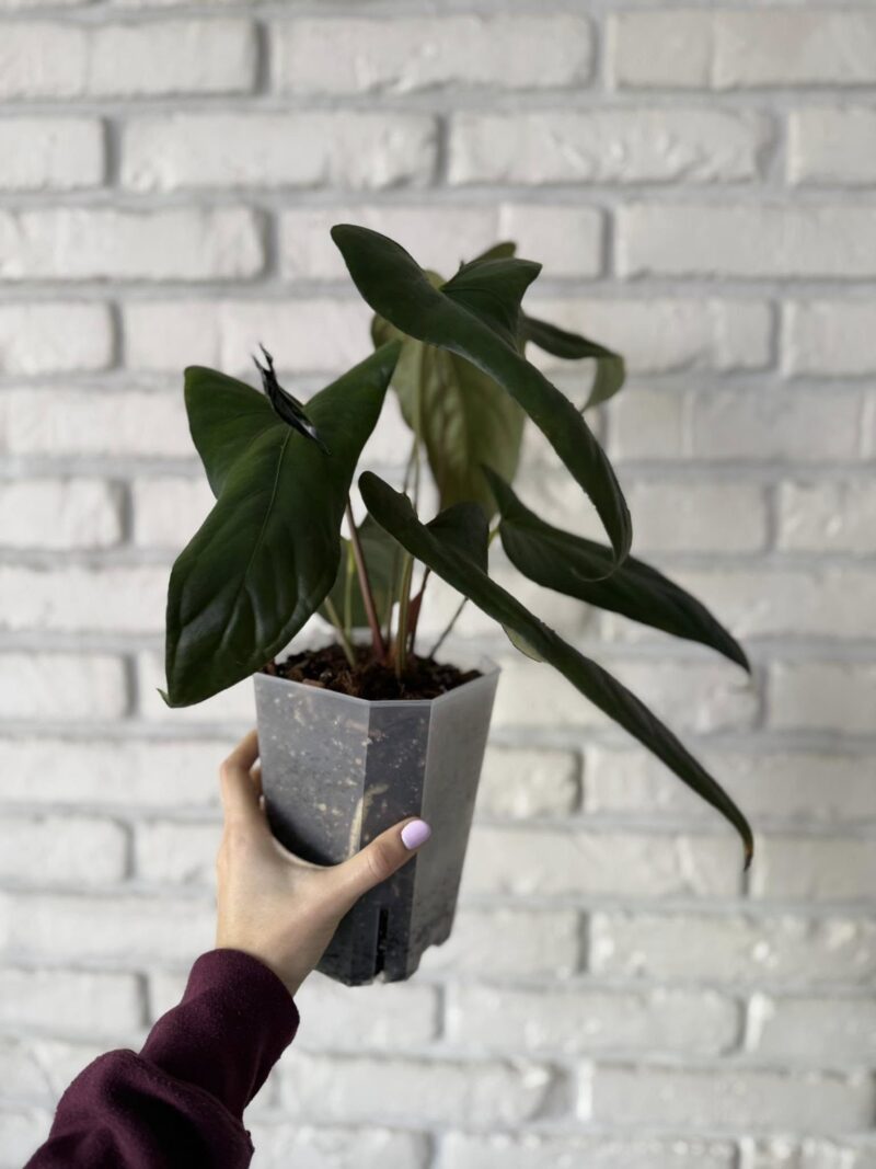 Anthurium Papillilaminum Ree Garden x Sp Napo - Centrum Ogrodnicze Silesia