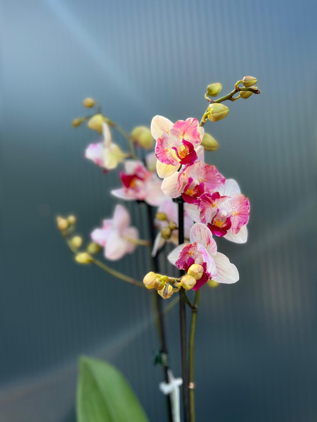 Phalaenopsis Pirate Picotee peloric | Storczyk - Centrum Ogrodnicze Silesia