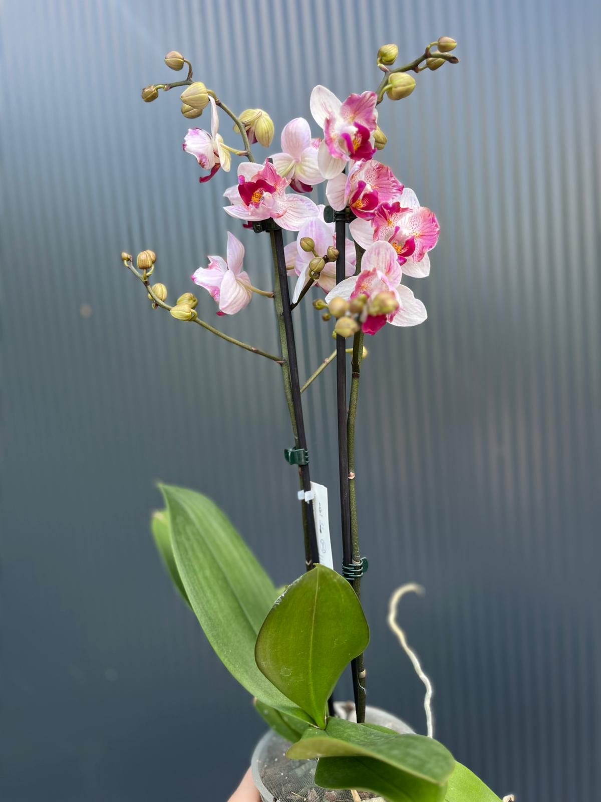 Phalaenopsis Pirate Picotee peloric | Storczyk - Centrum Ogrodnicze Silesia