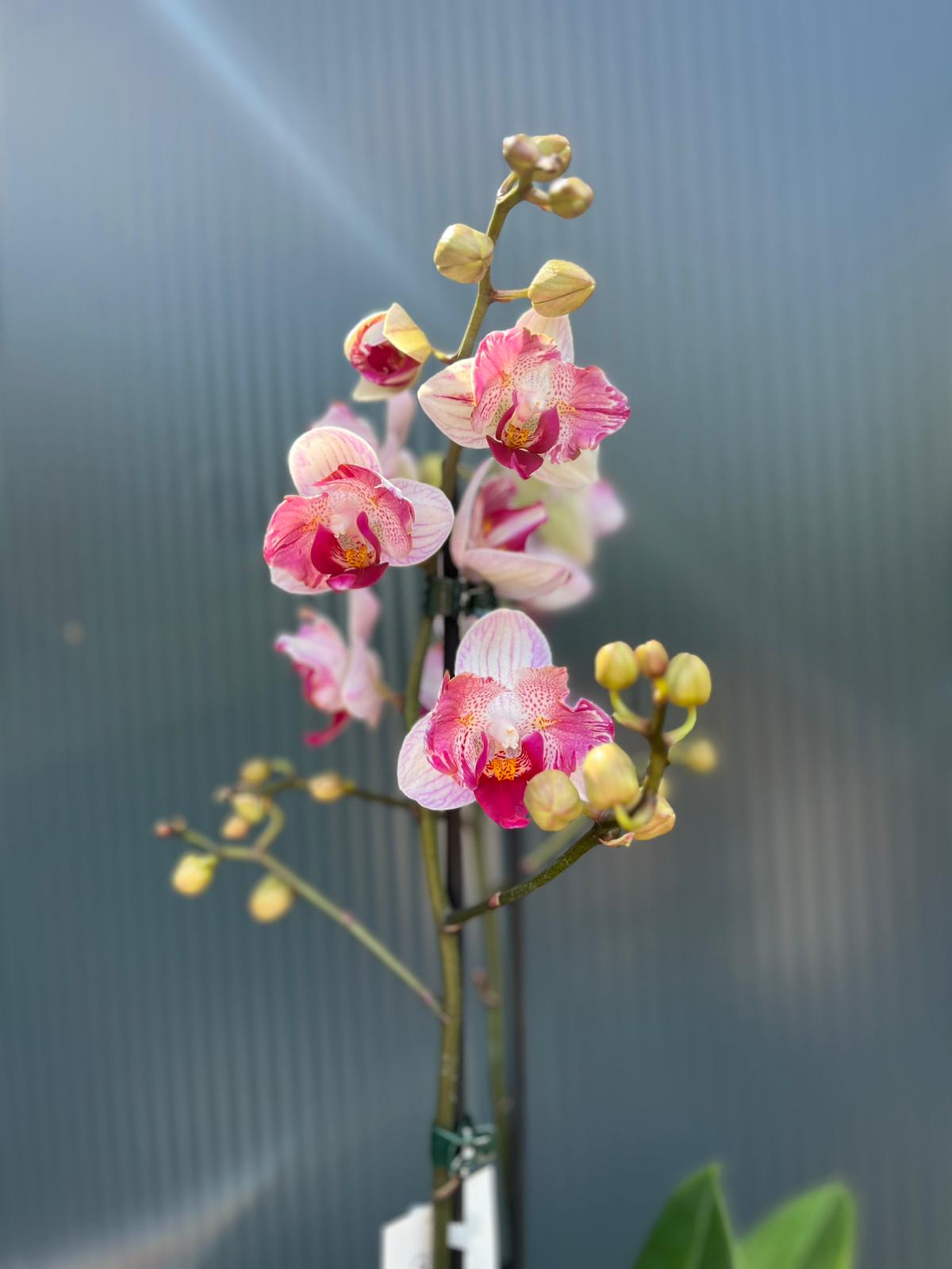 Phalaenopsis Pirate Picotee peloric | Storczyk - Centrum Ogrodnicze Silesia