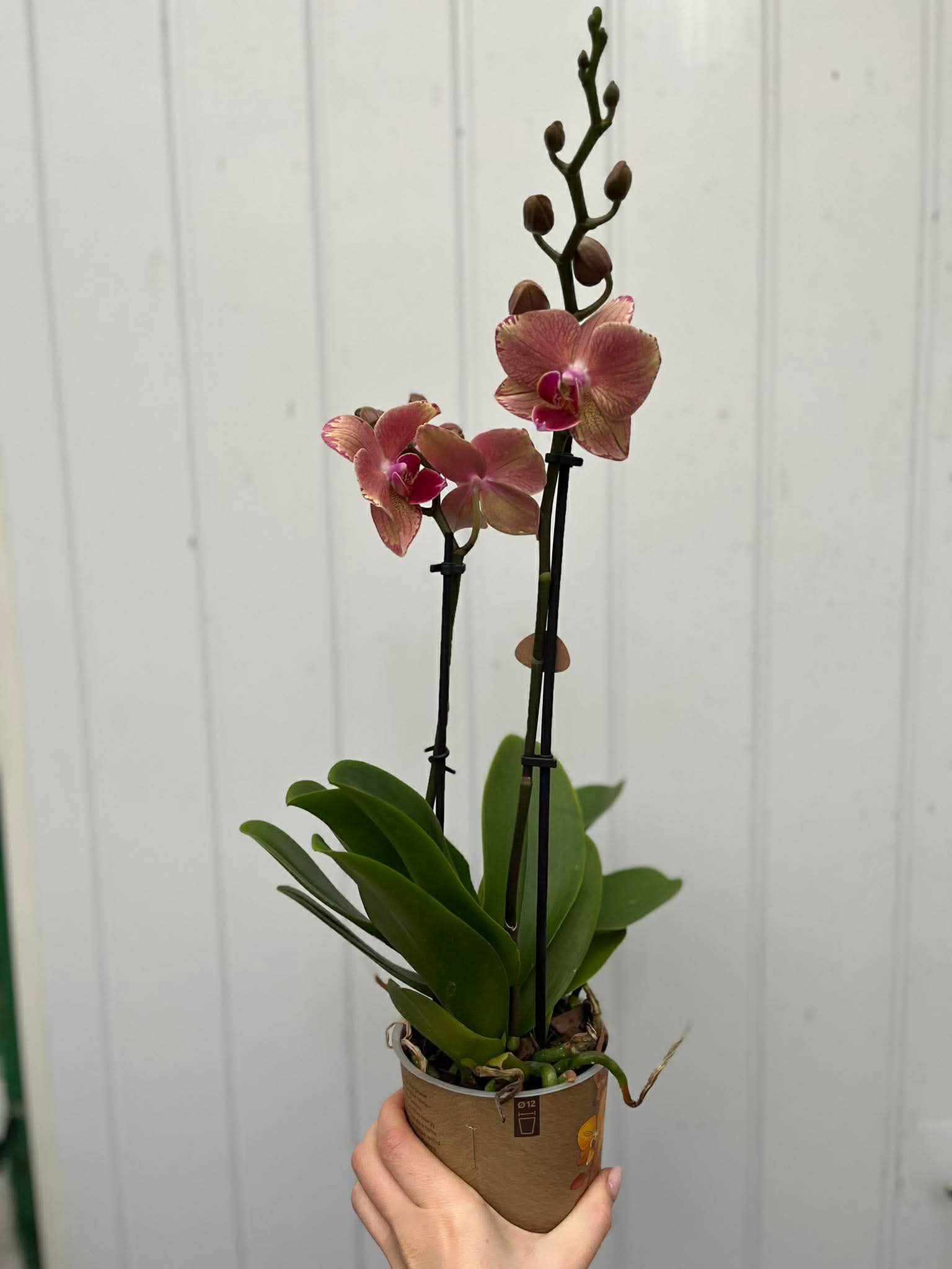 Phalaenopsis Pirate Picotee | Storczyk - Centrum Ogrodnicze Silesia
