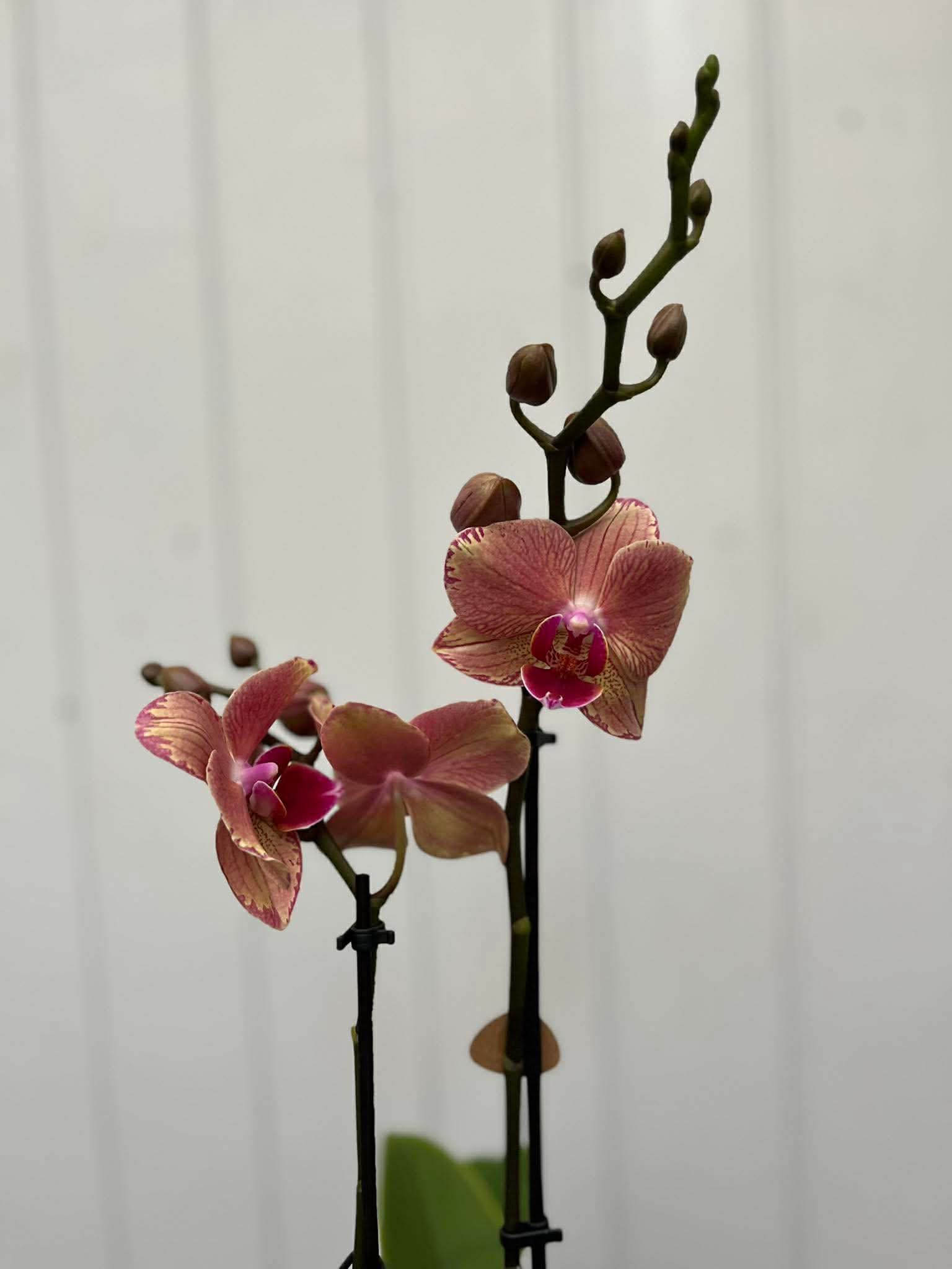 Phalaenopsis Pirate Picotee | Storczyk - Centrum Ogrodnicze Silesia
