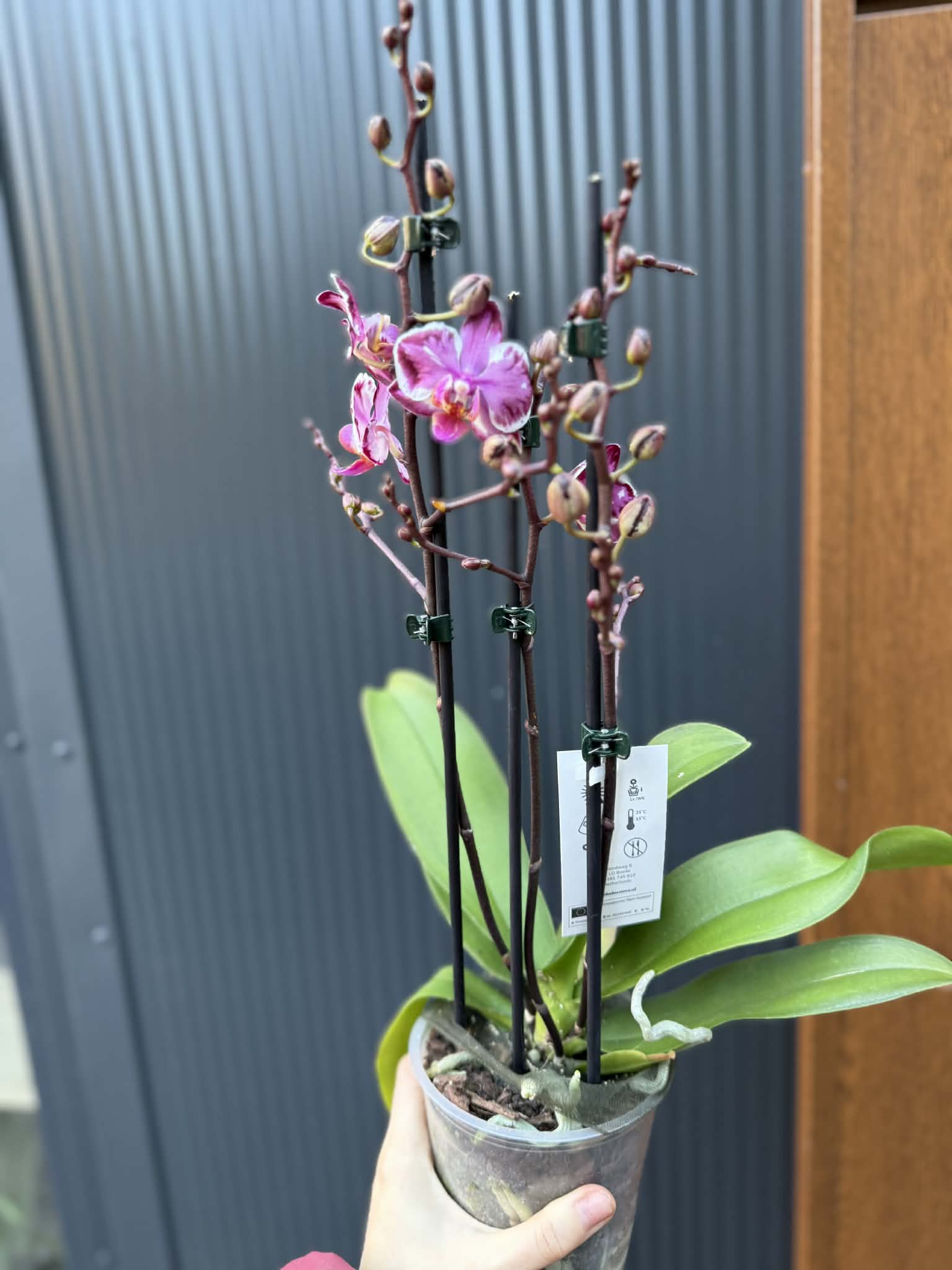 Phalaenopsis Younghome Kaleido | Storczyk - Centrum Ogrodnicze Silesia
